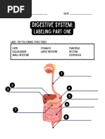 Digestive System Worksheet | PDF | Wellness | Science & Mathematics