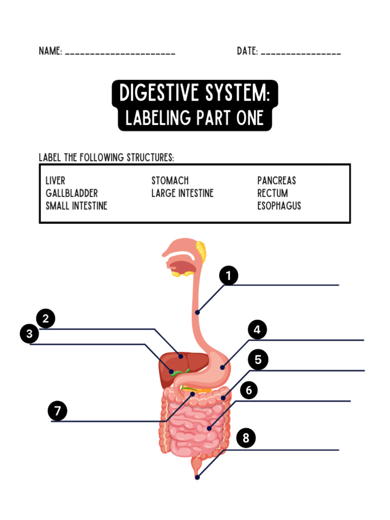 Digestive System:: Labeling Part One | PDF