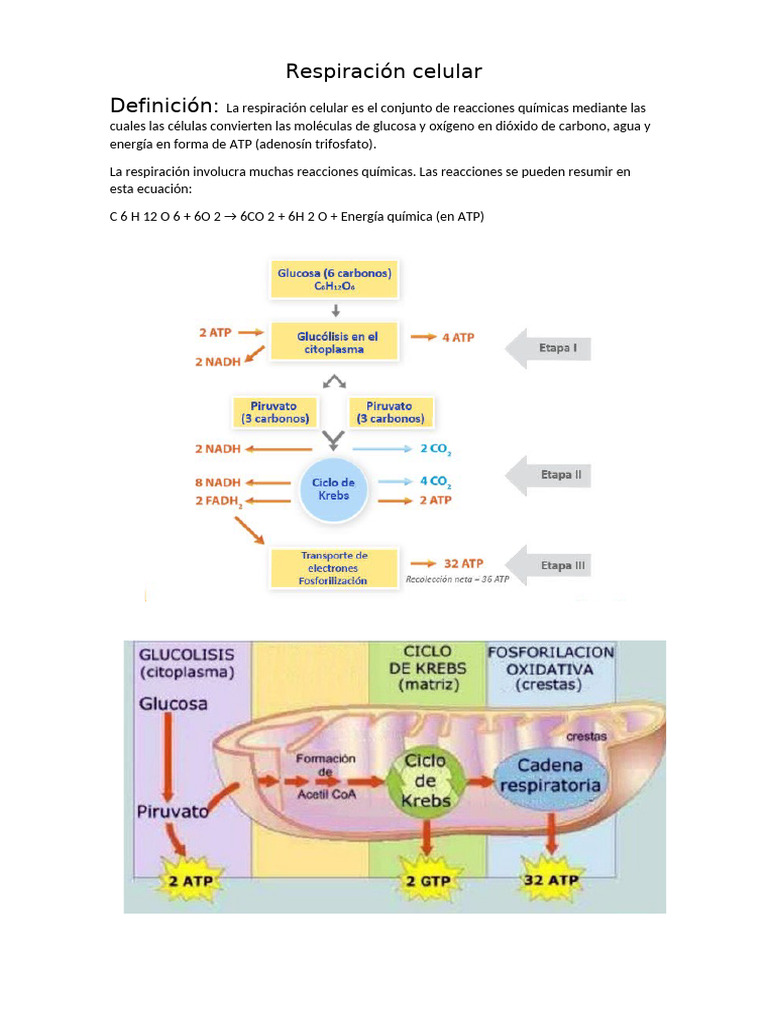 Respiración Celular | PDF | Respiración celular | Trifosfato de adenosina
