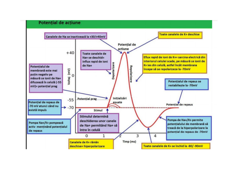 Potentialul de Actiune - Foto | PDF