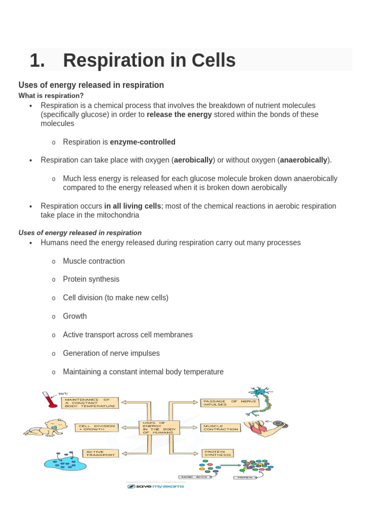 Understanding Cellular Respiration | PDF | Cellular Respiration | Breathing