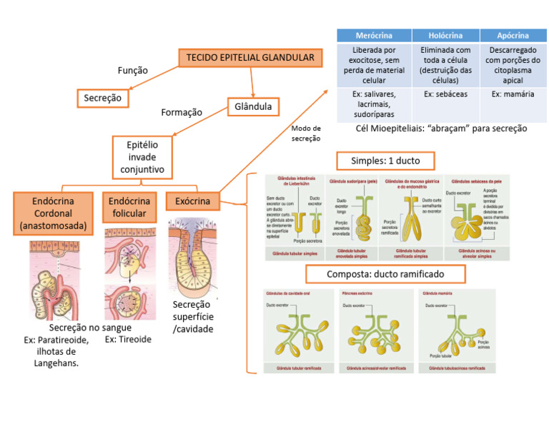 4 Mapa Mental Tecido Epitelial Glandular | PDF