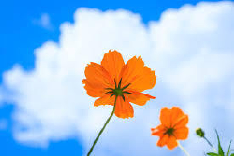 Transferir - 2 | PDF