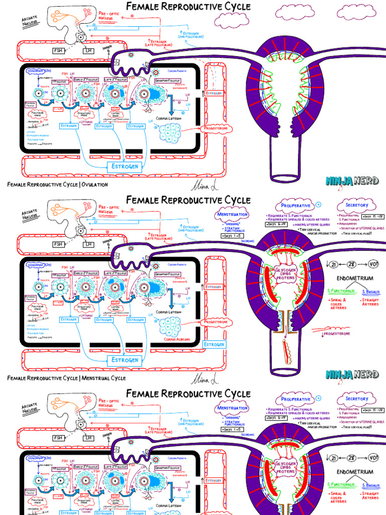 Reproduction | PDF | Menstrual Cycle | Luteinizing Hormone