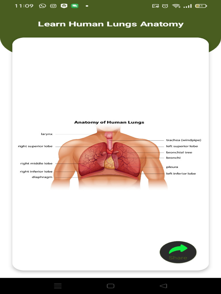 Anatomy of The Human Body | PDF
