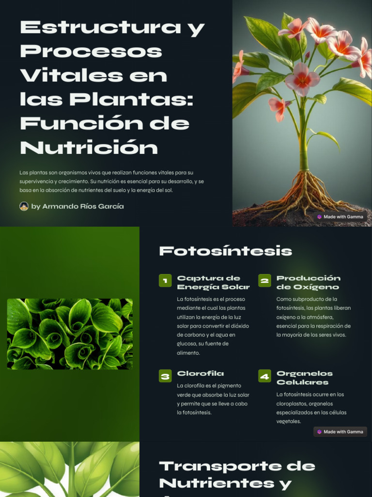 Estructura y Procesos Vitales en Las Plantas Funcion de Nutricion | PDF ...