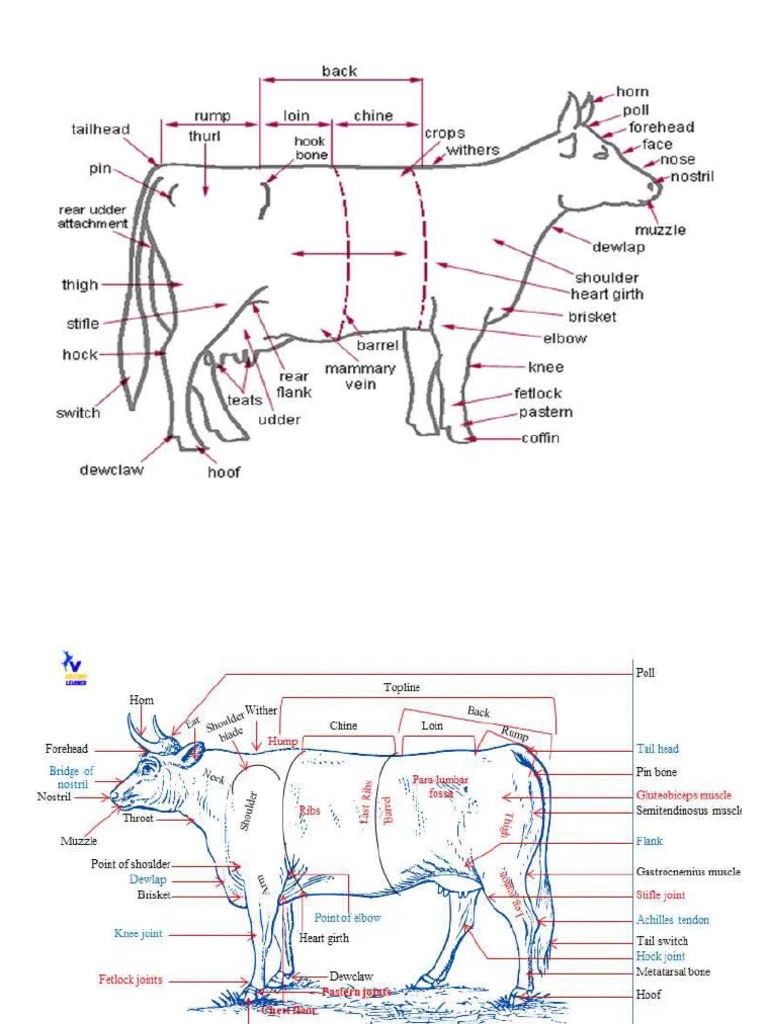 Cattle External Anatomy Diagrams | PDF