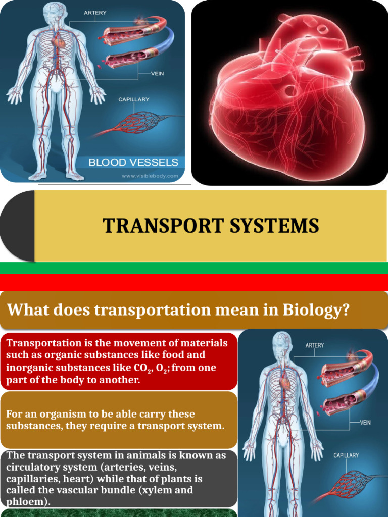 Transport System in Animals | PDF | Heart Valve | Heart