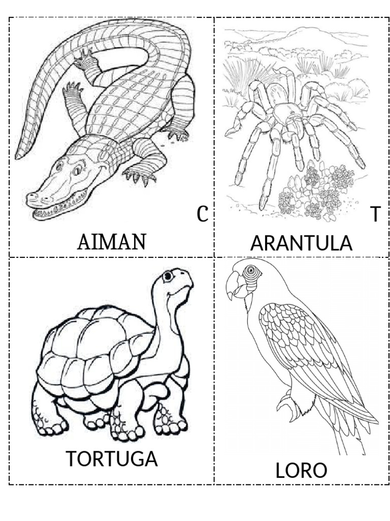 Dibujos Para Colorear E Imprimir De Animales De La Selva Bosque Y