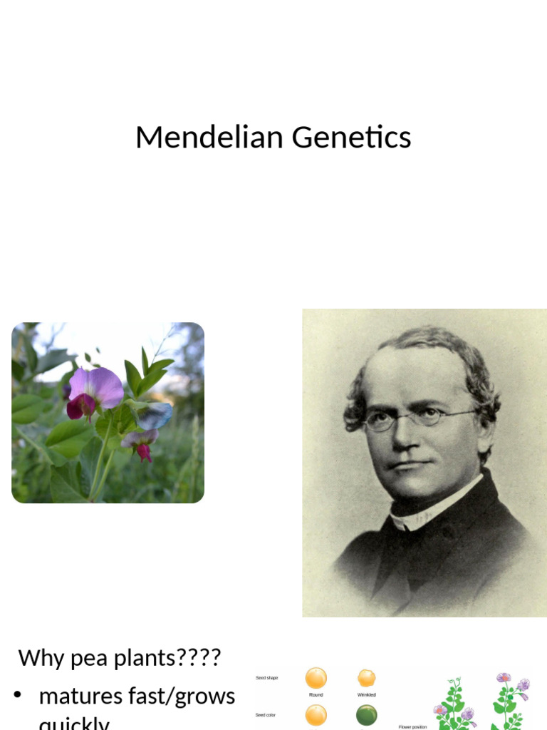 Dragon Genetics - Meiosis Sim and Mendels Laws | PDF | Dominance ...