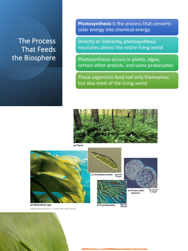 Lesson 14 Major Features of Photosynthesis | PDF | Photosynthesis ...