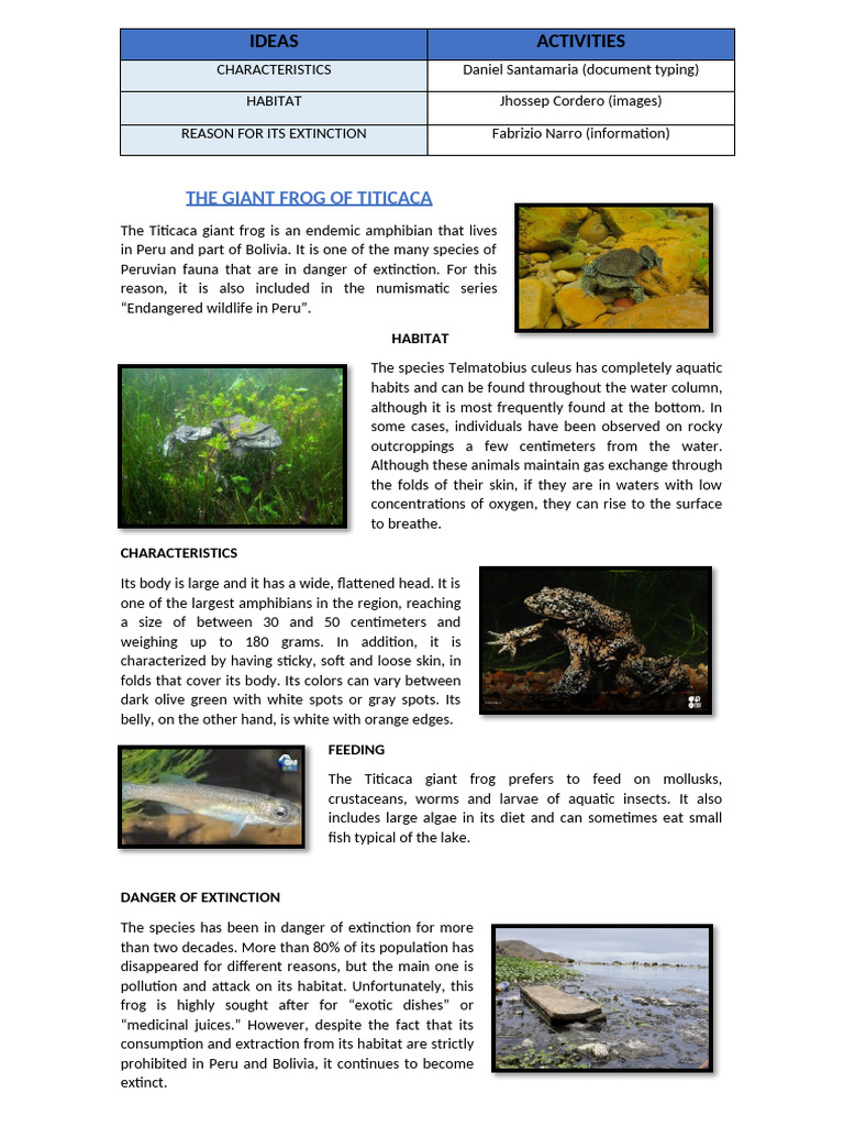 Description of The Giant Frog of Titicaca | PDF | Aquatic Vertebrates ...