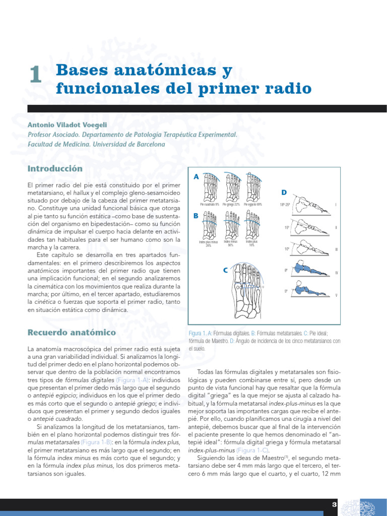 Mact.0301.fs110602 Bases Anatomicas y Funcionales Del Primer Radio ...