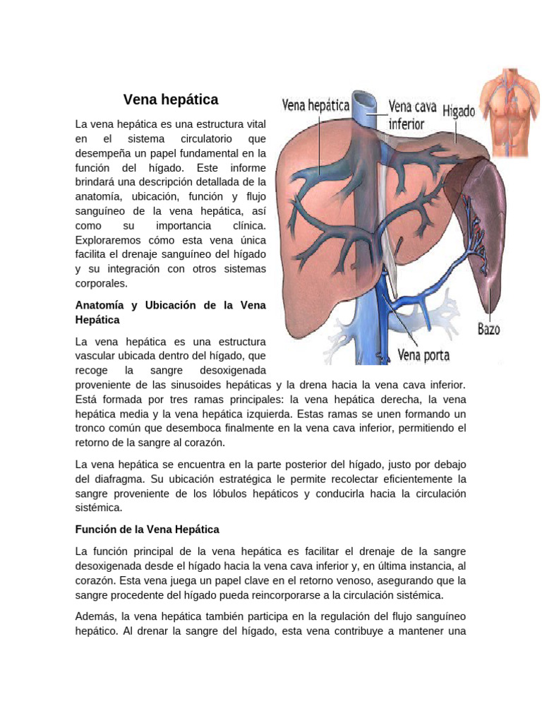 Vena Hepática: Anatomía y Función | PDF | Hígado | Vena