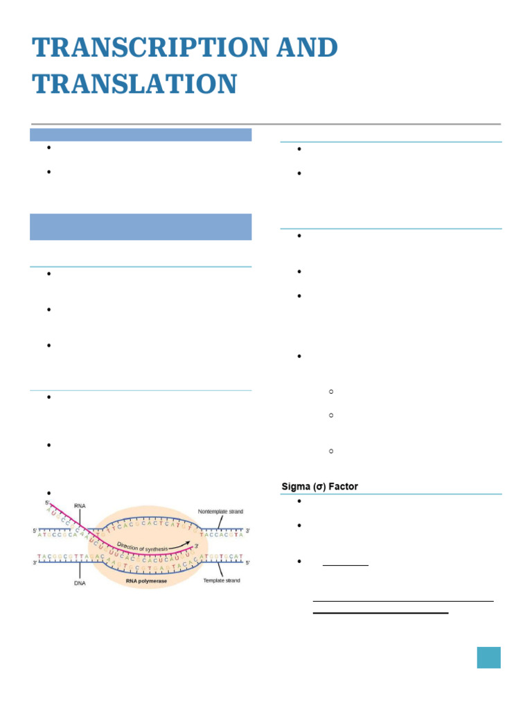 DNA Transcription Process Explained | PDF | Rna | Translation (Biology)