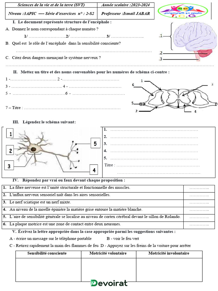 Évaluation sur le Système Nerveux 3ème | PDF | Nerf | Anatomie humaine