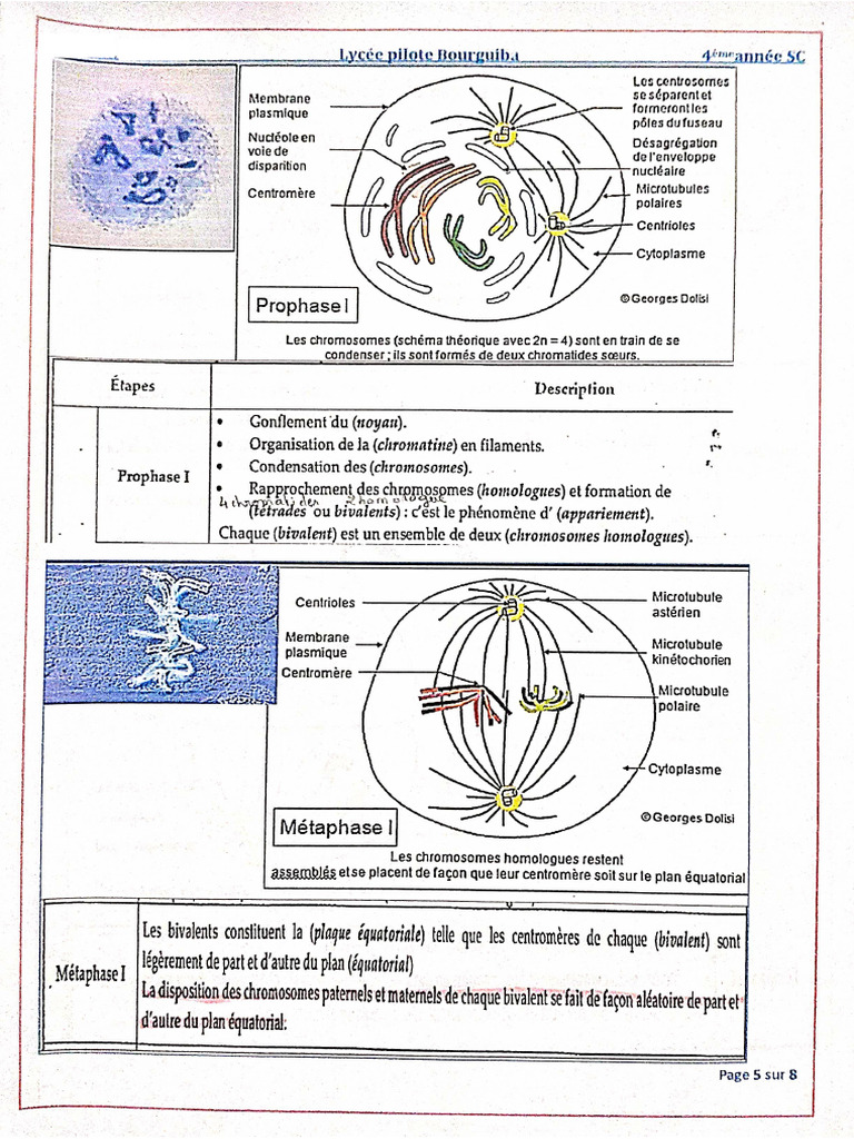Meiose | PDF