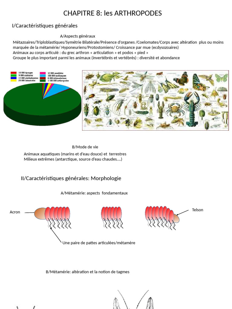 Acron et telson chez les arthropodes | PDF | Crustacé | Araignée