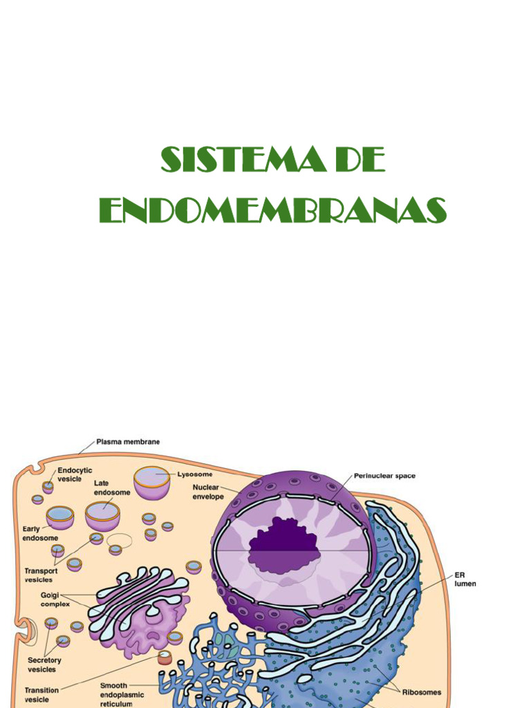 Endomembranas | PDF | Retículo endoplásmico | Lisosoma