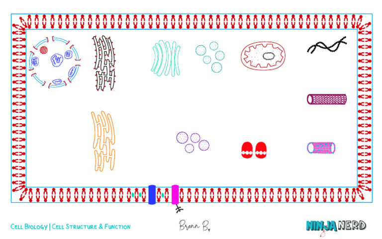 Cell Structure & Function Atf | PDF