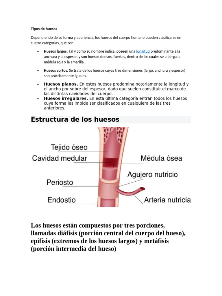 Tipos de Huesos | PDF