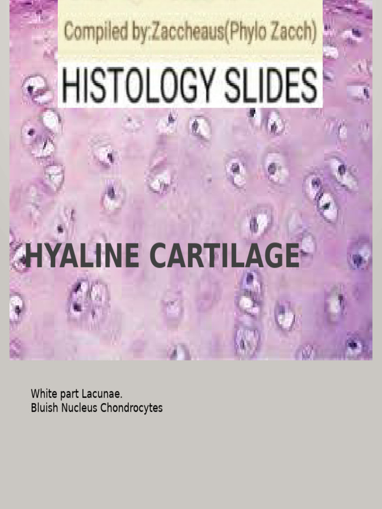 Phylo Zacch Histo Slides & Names | PDF | Epithelium | Connective Tissue