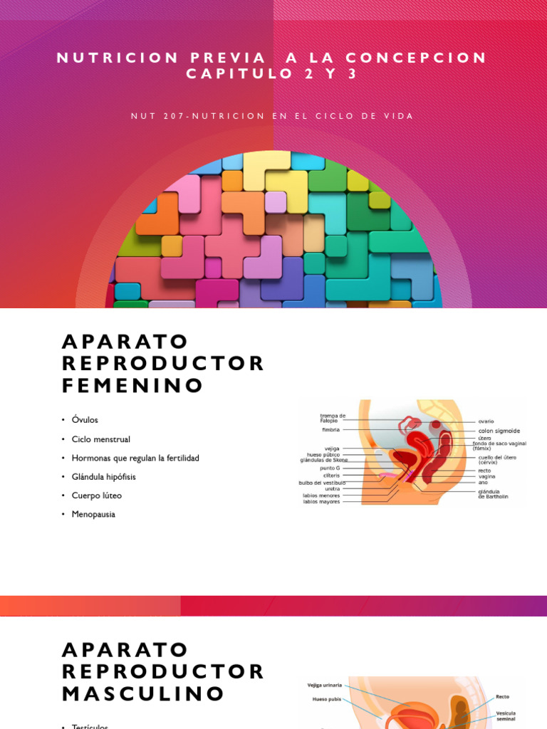 Tema 3 Nutricion Previa A La Concepcion | PDF