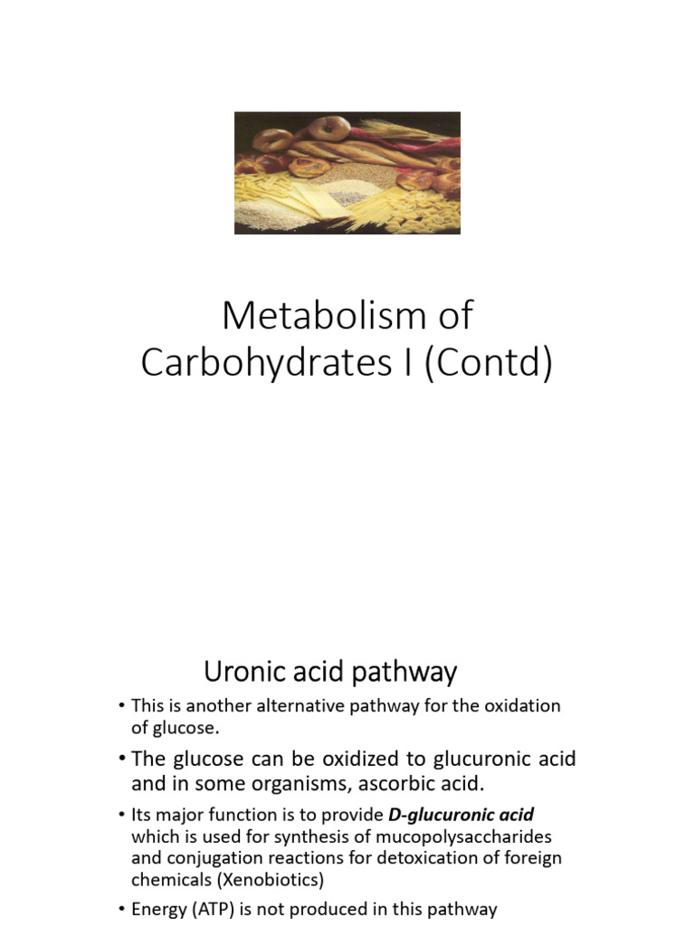 Uronic Acid Metabolism Pathway | PDF | Cooking, Food & Wine