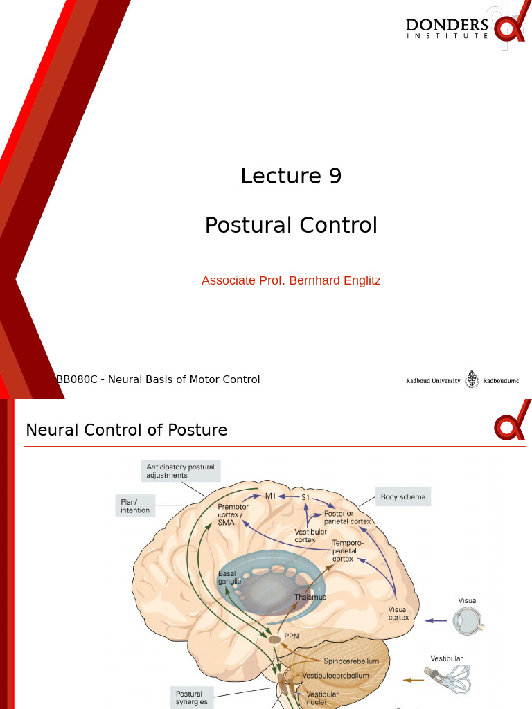 Lecture9 Posture | PDF | Nervous System | Brain