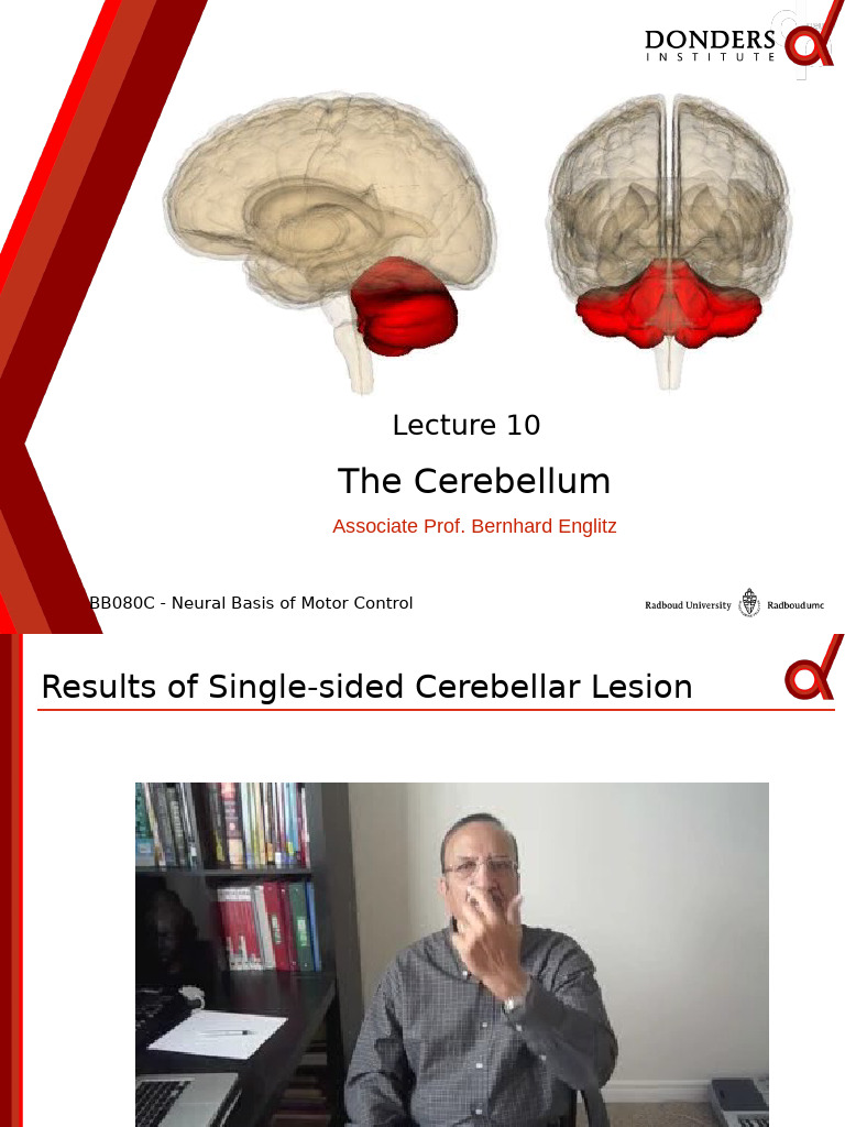 Lecture10 Cerebellum | PDF | Cerebellum | Anatomy