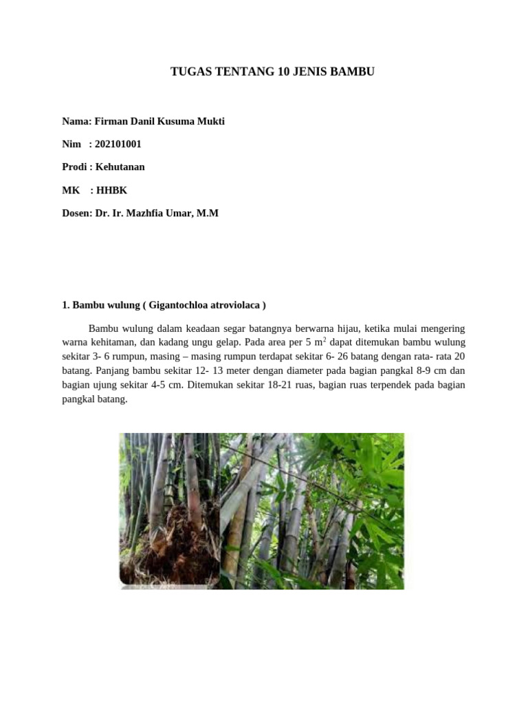 Tugas Tentang 10 Jenis Bambu | PDF