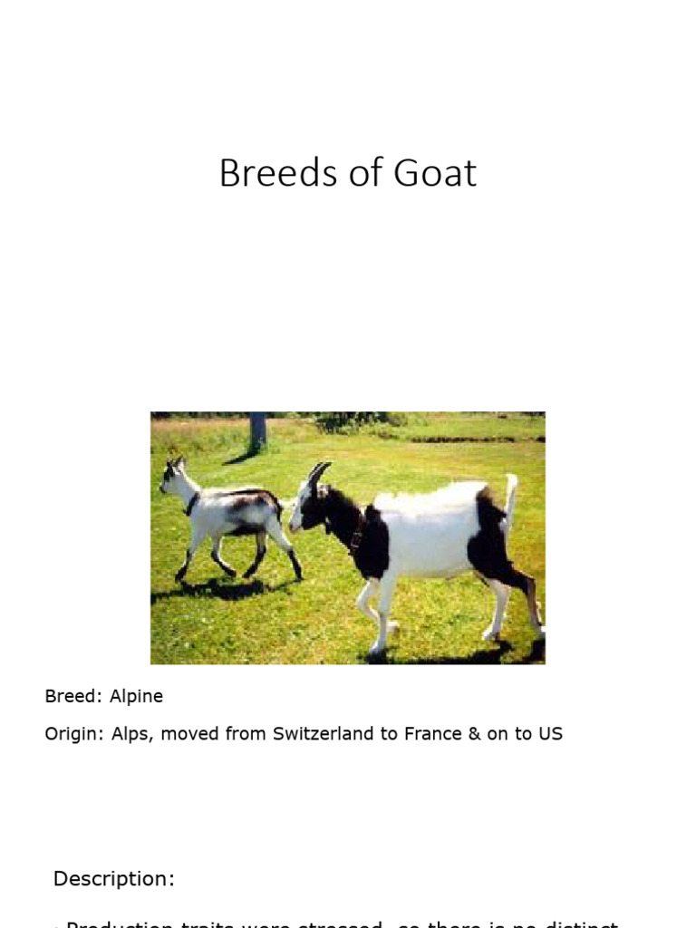 Breeds of Goat | PDF | Goat