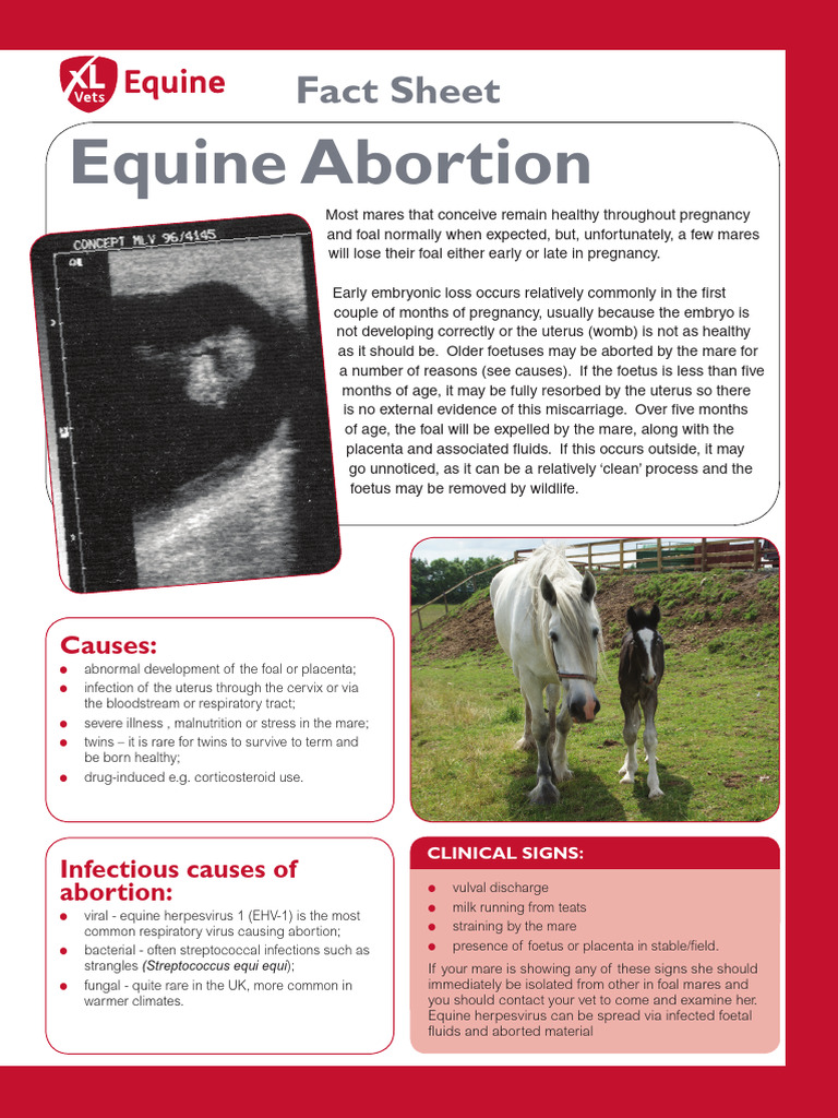 XLVets Equine Rebranded 099 Equine Abortion Factsheet | PDF ...