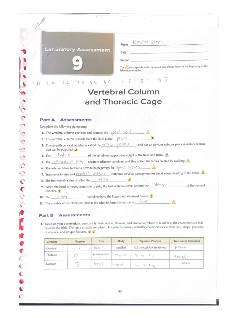 Vertebral Column and Thoracic Cage | PDF