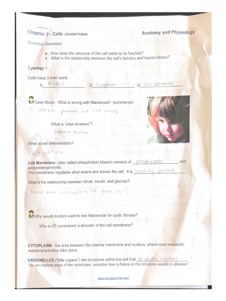 Chapter 3 - Cells (Guided Notes) | PDF