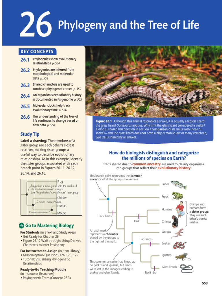 Campbell 12th Edition 553 - 570 | PDF | Phylogenetics | Phylogenetic Tree
