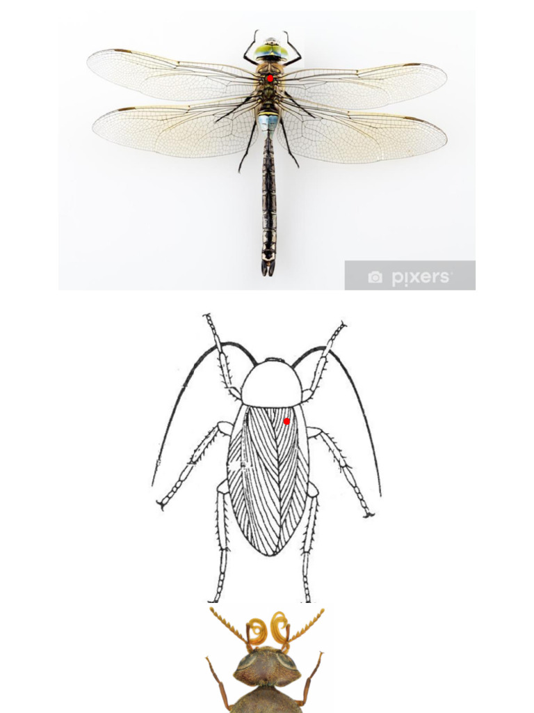 Montaje de Insectos | PDF