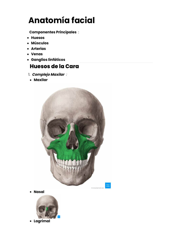 Anatomía Facial: Huesos, Músculos y Vascularización | PDF | Sistema ...