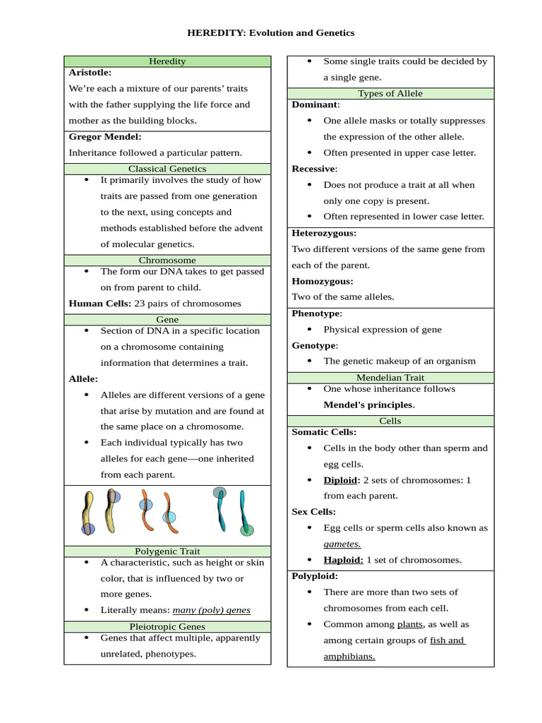 Heredity | PDF | Dominance (Genetics) | Allele