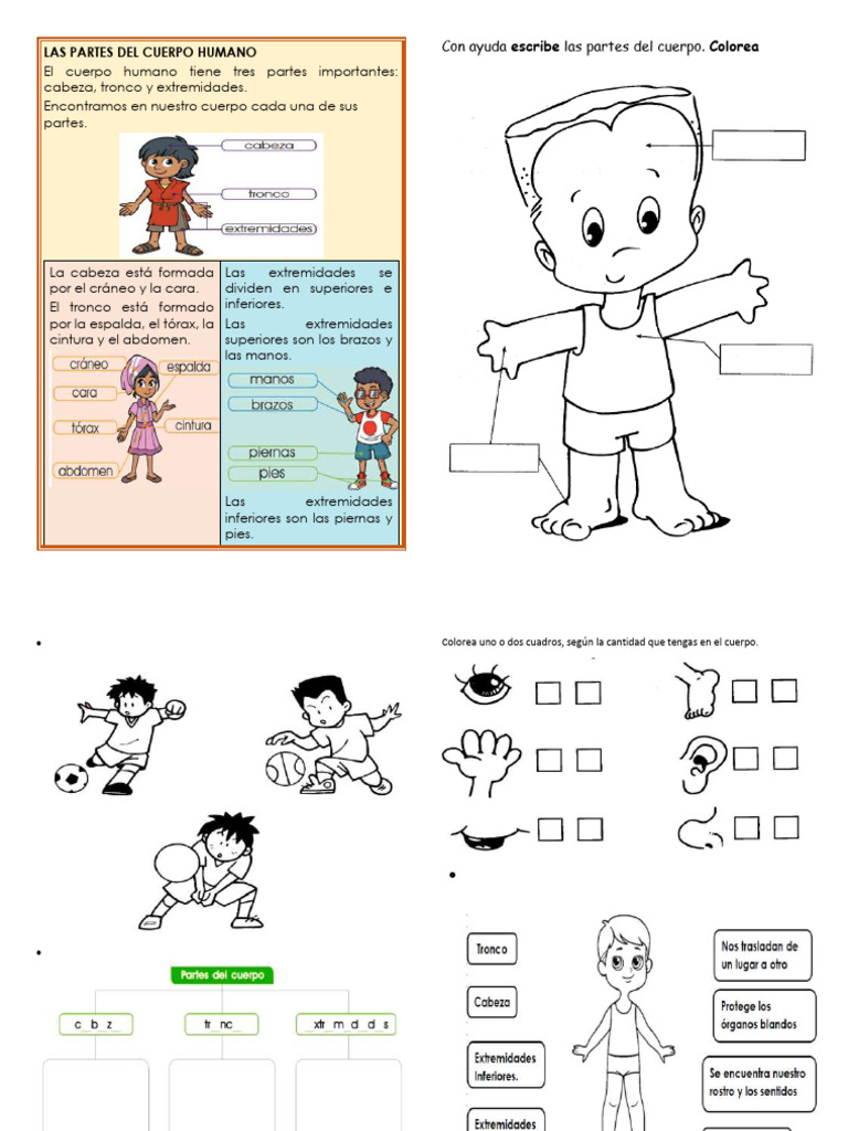 Partes del Cuerpo Humano: Guía Visual | PDF | Artes del Lenguaje y ...