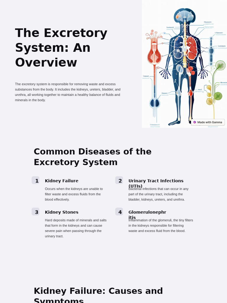 Excretory System Health Guide | PDF | Urinary Tract Infection | Kidney