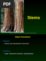 Plants Specialized Structures | PDF