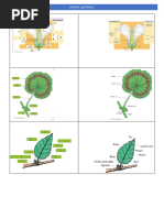 Types and Definitions of Leaf Apices | PDF | Plants | Nature