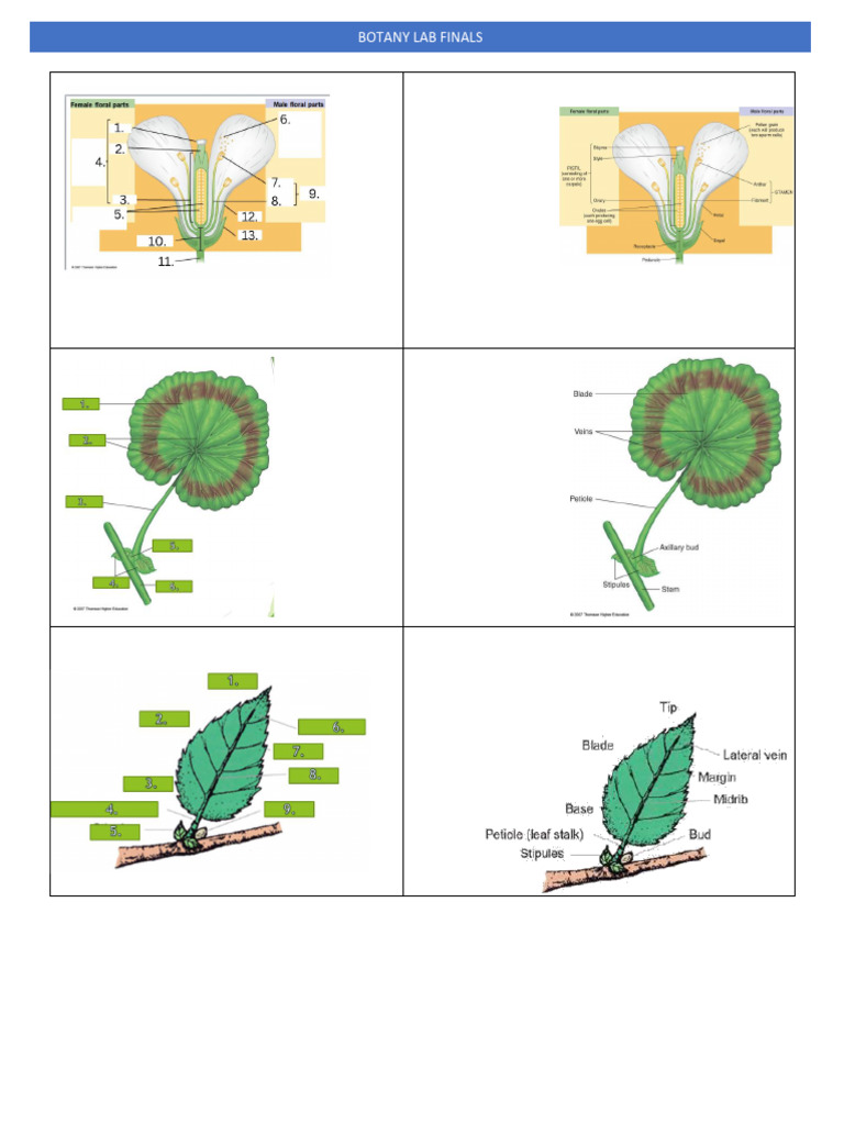 BOTANY LAB FINALS | PDF | Fruit | Leaf