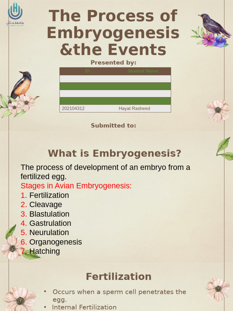 Stages of Avian Embryogenesis | PDF | Embryo | Anatomy