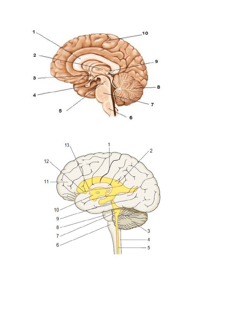 Nervous System Diagrams | PDF