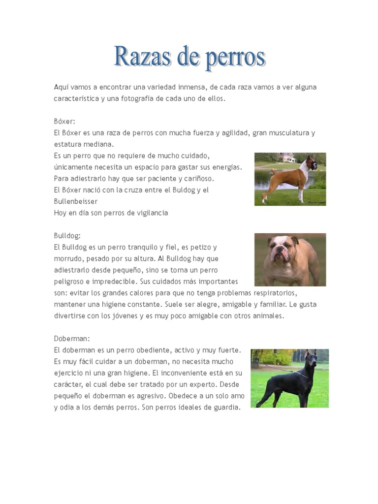 Raza de Perros | PDF | Caniche | Perros