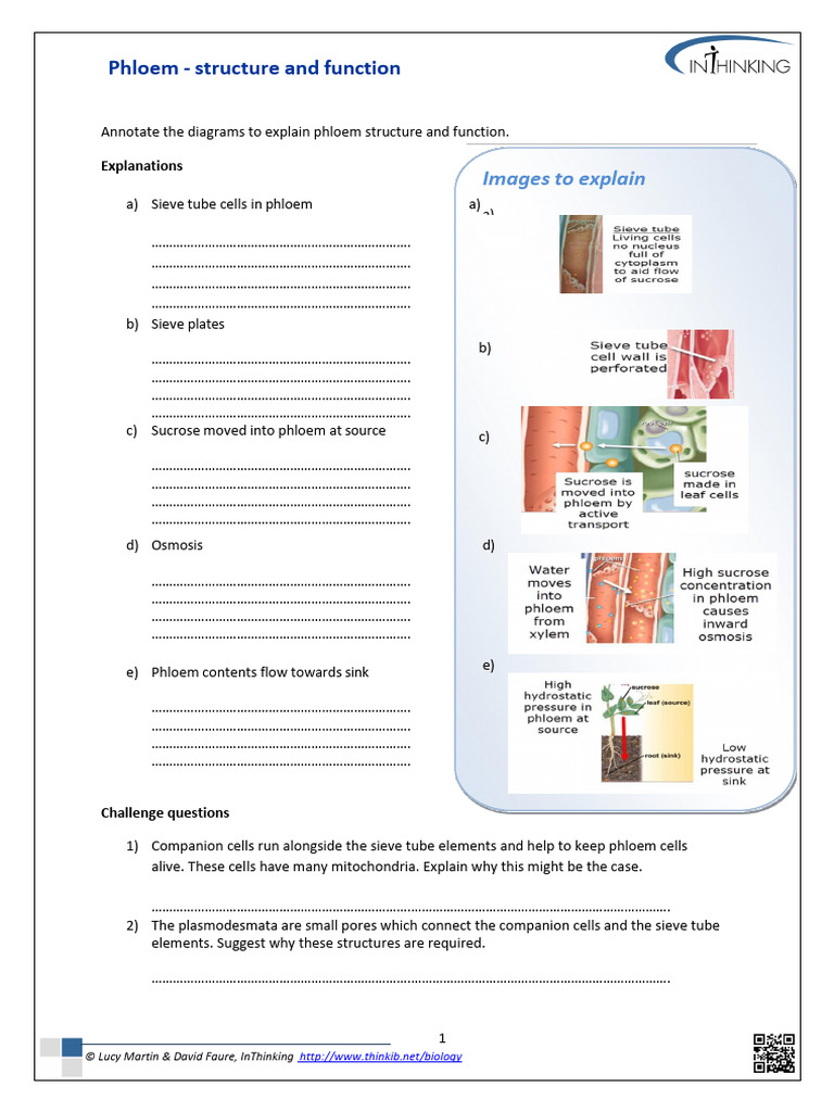 5 Phloem Structure and Function 2 | PDF