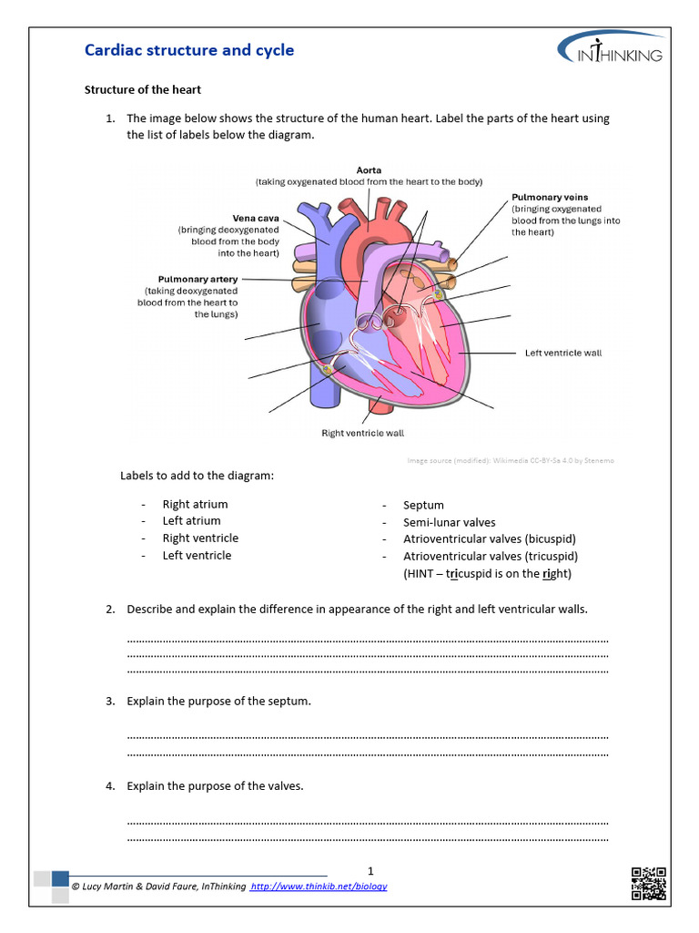 4 Cardiac Cycle | PDF | Ventricle (Heart) | Atrium (Heart)