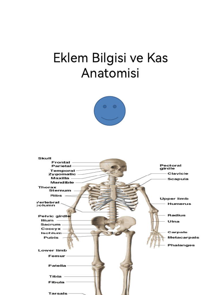 Eklemler Kas 1 X - 202410211303 - 47356 | PDF
